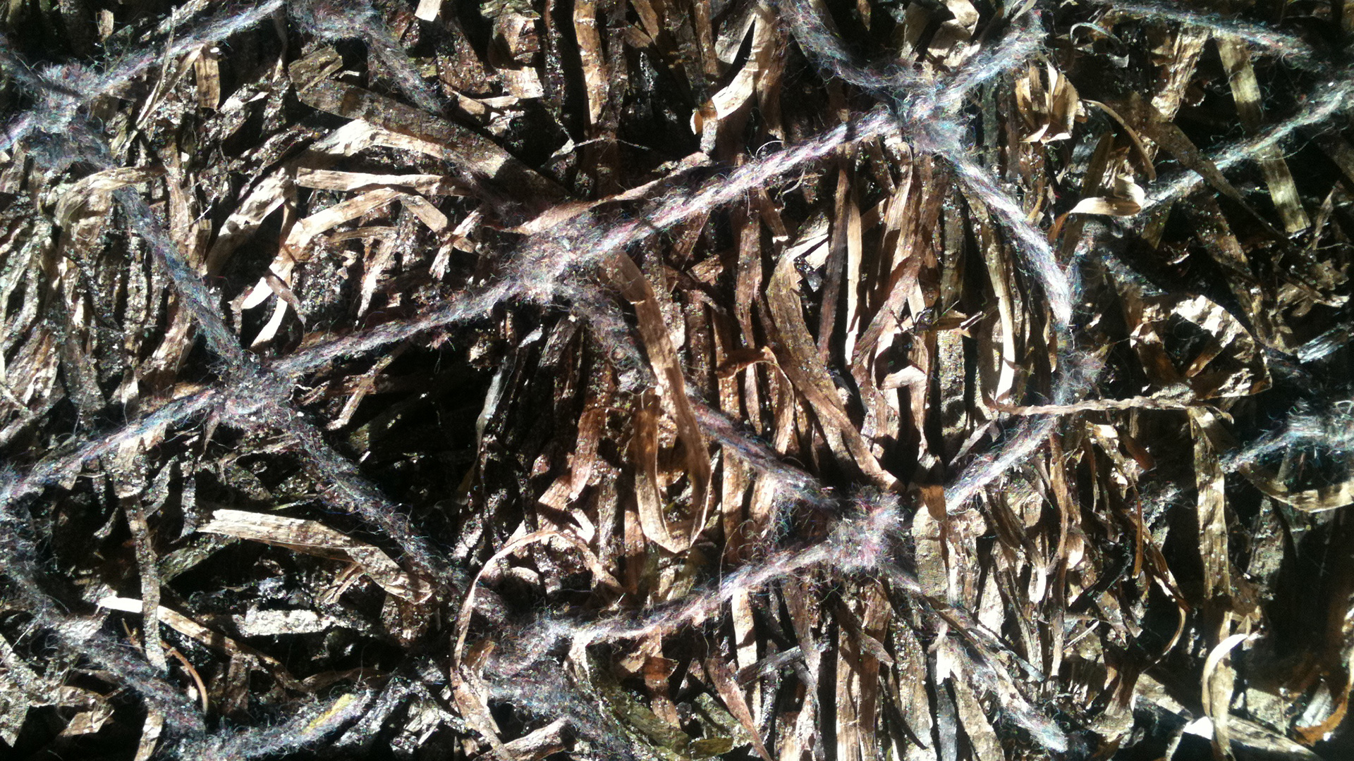Architectural seaweed